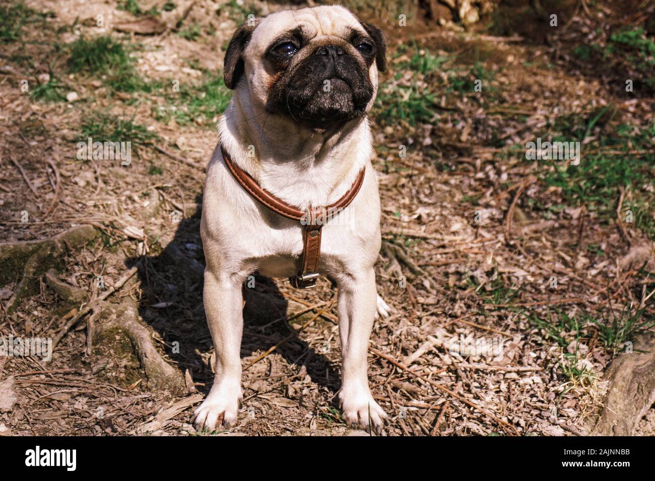 Pug walks in the Park in warm summer weather Stock Photo - Alamy