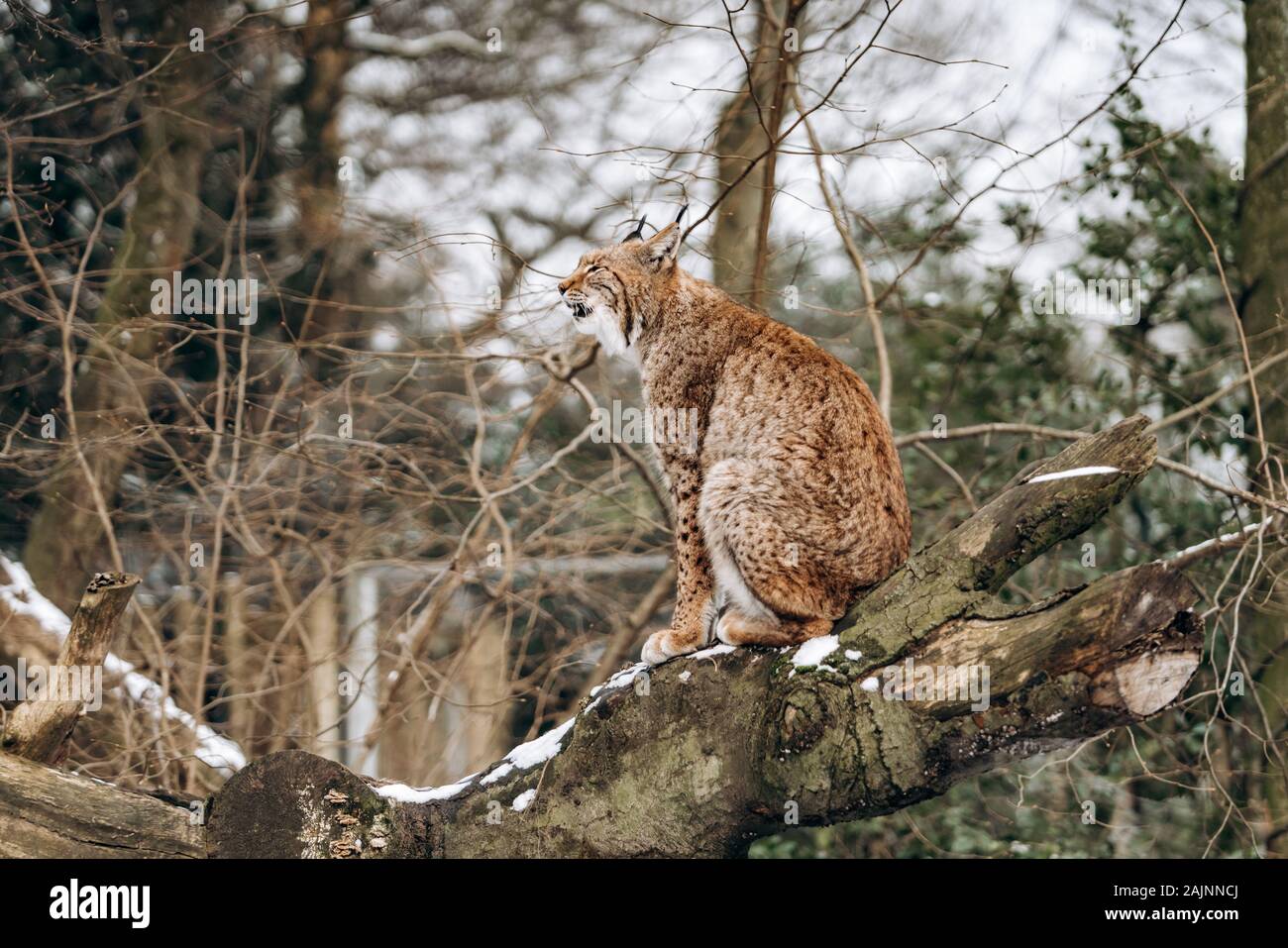 Canada Lynx Zoo High Resolution Stock Photography and Images - Alamy
