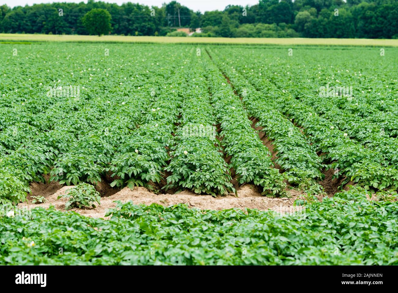 Potatoes plantations grow in the field. Vegetable rows. Farming, agriculture Stock Photo - Alamy