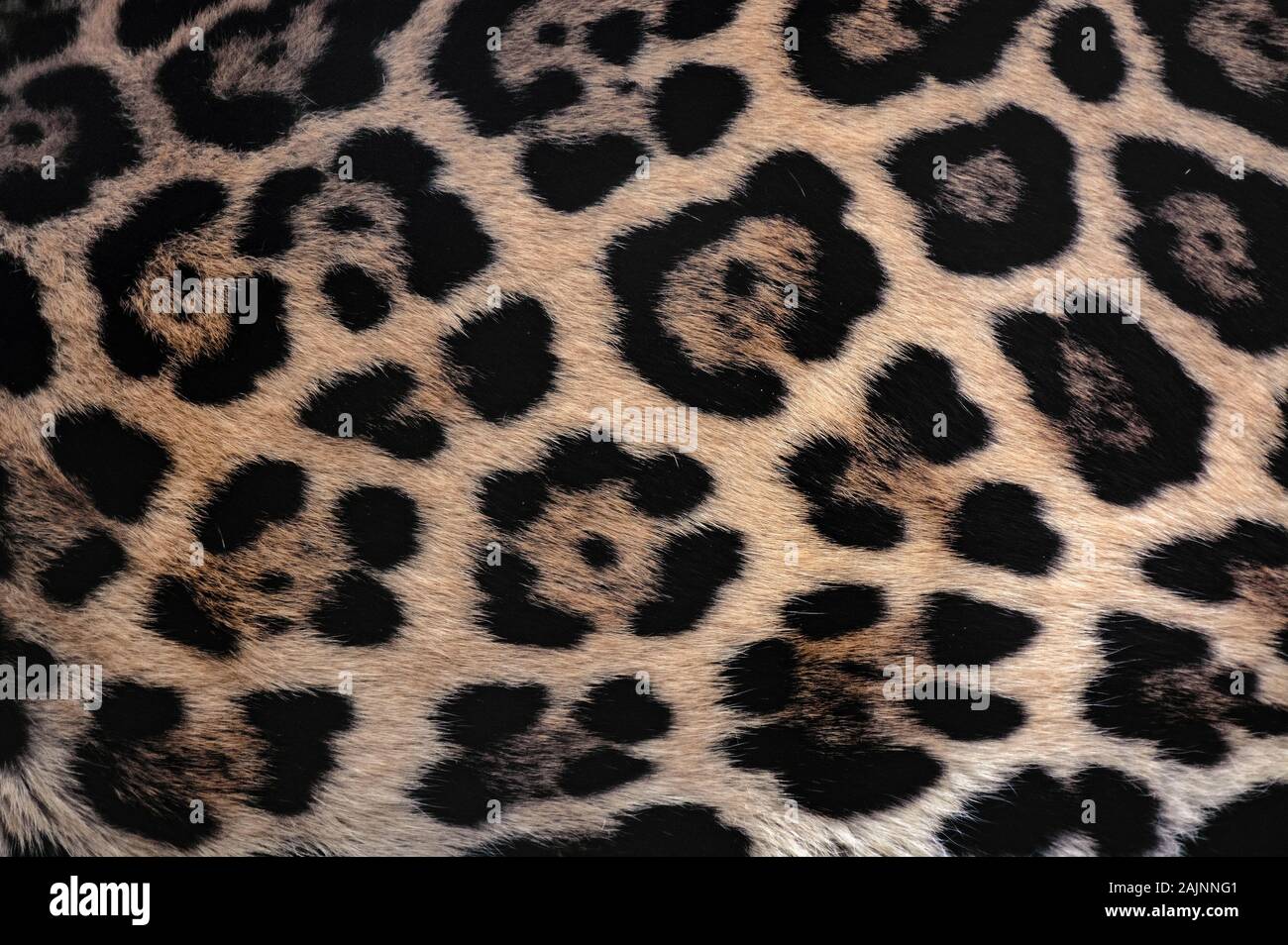 Jaguar fur texture background with beautiful spotted camouflage Stock ...