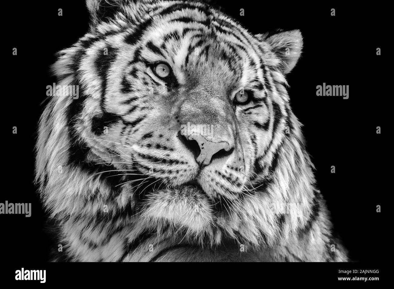 Impact face Black and White Stock Photos & Images - Alamy