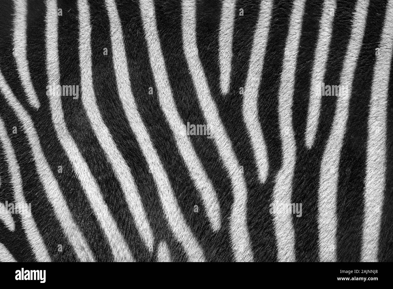 Animal skin markings hi-res stock photography and images - Alamy