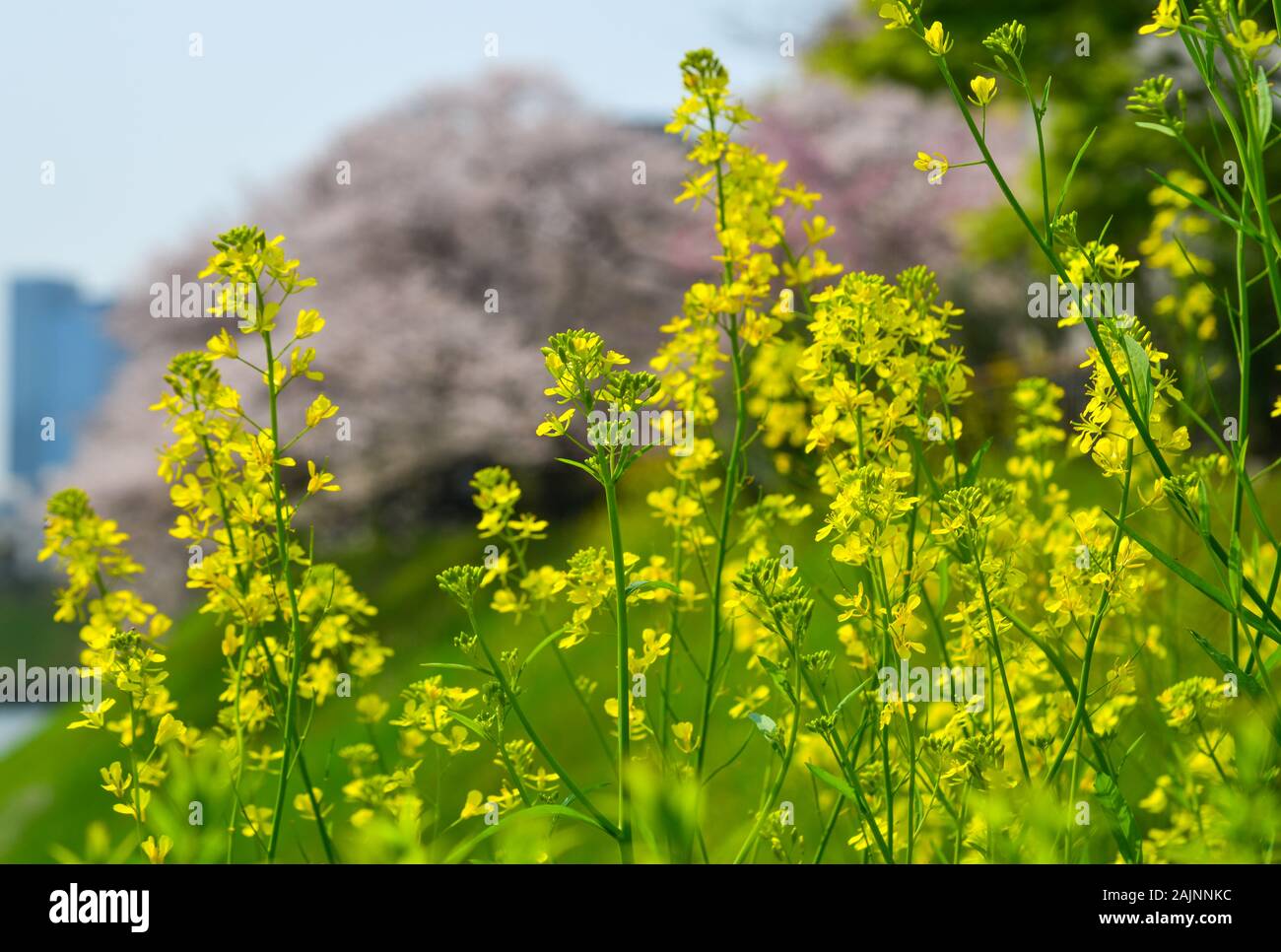 Mustard flowers in japan hi-res stock photography and images - Alamy