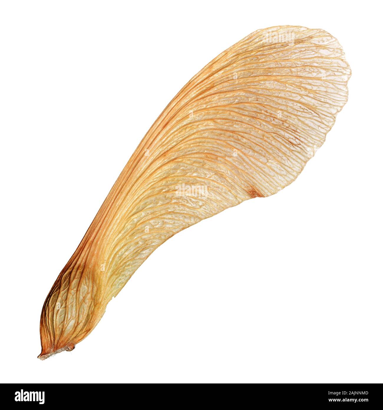 Maple seed Cut Out Stock Images & Pictures - Alamy