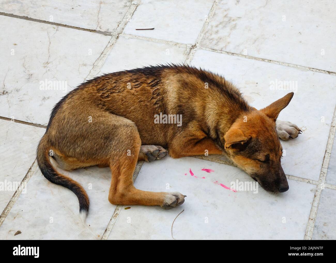 A lazy dog sleeping on street in Mandalay, Myanmar Stock Photo - Alamy