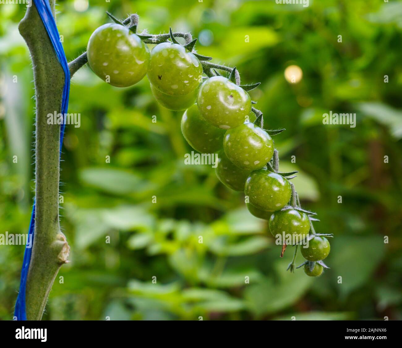 Green tomatoes at the green house in Cameron Highlands, Malaysia Stock ...