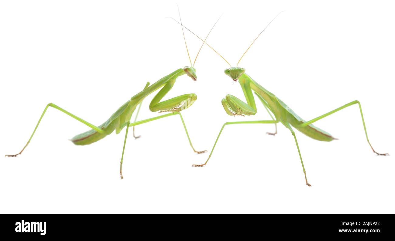 Species of praying mantis hi-res stock photography and images - Alamy
