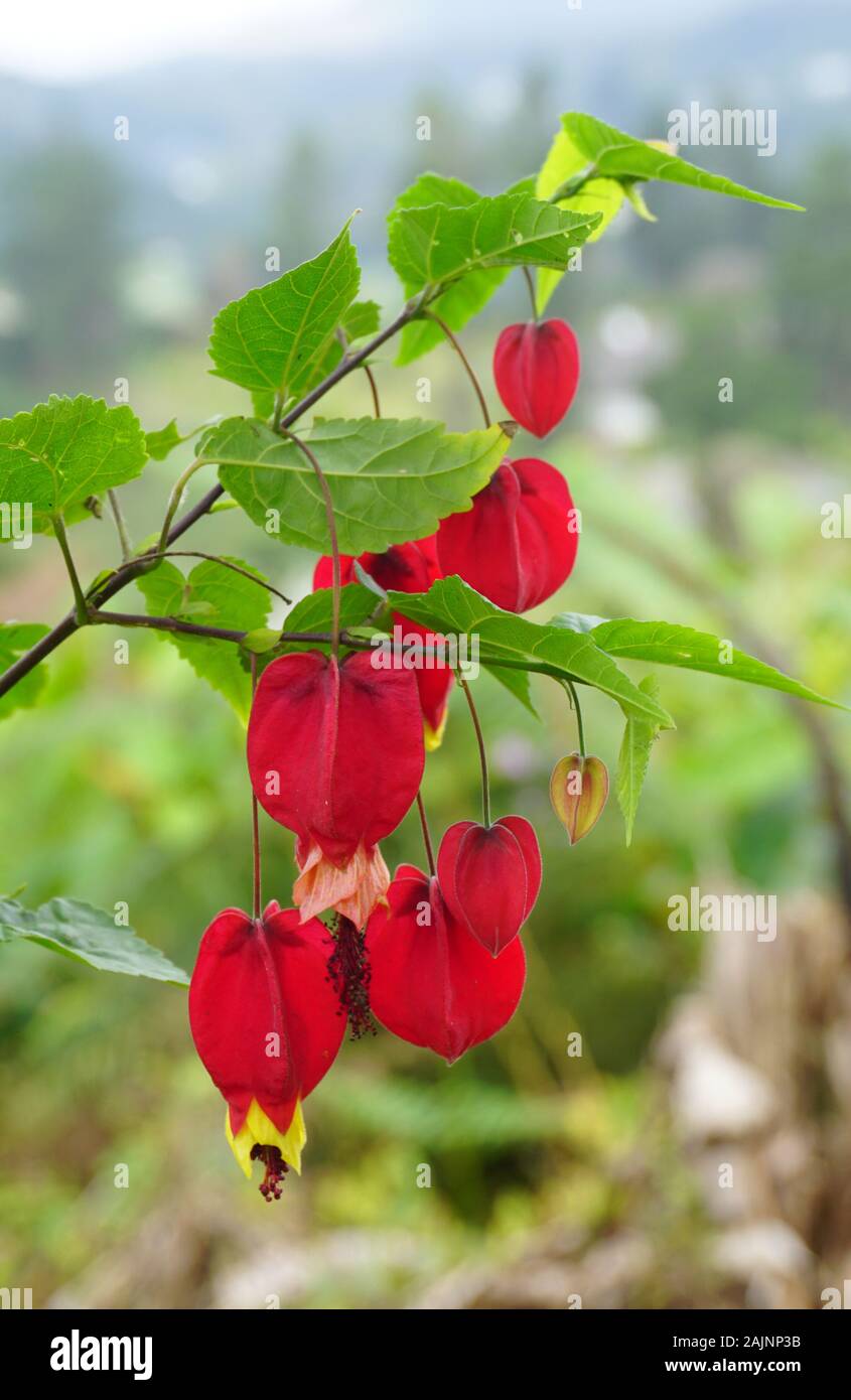 Red bell flowers blooming at the garden in spring time Stock Photo - Alamy