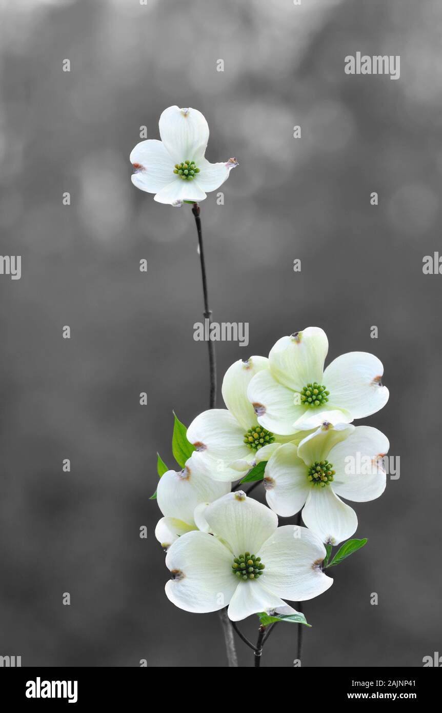 White Dogwood Flowers High Resolution Stock Photography and Images - Alamy