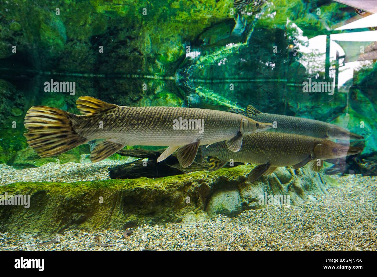 Beautiful Freshwater Fish