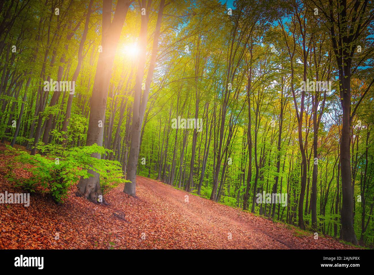 Stunning fresh spring forest landscape and hiking trail covered with ...