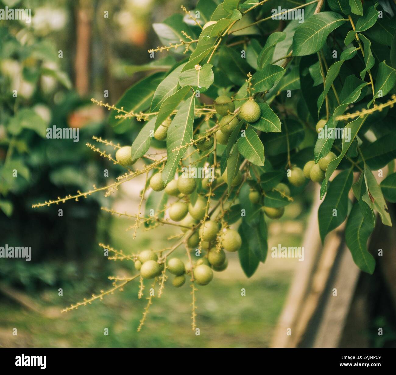 Longan trees with young fruits at the plantation in Mekong Delta ...