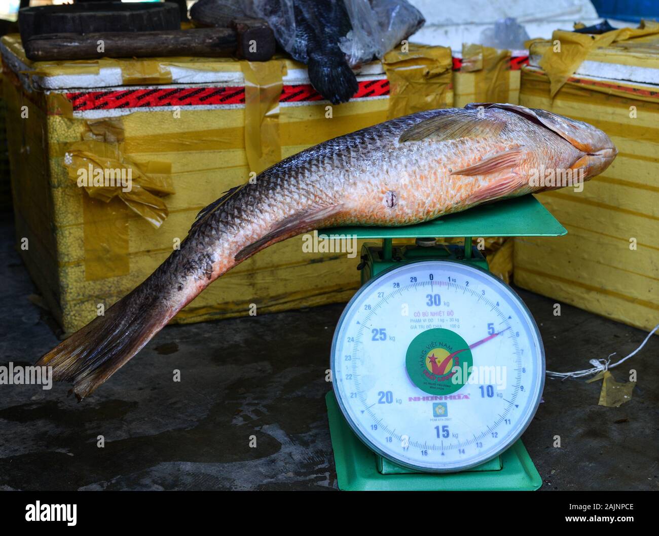 Weighing Fish High Resolution Stock Photography and Images - Alamy