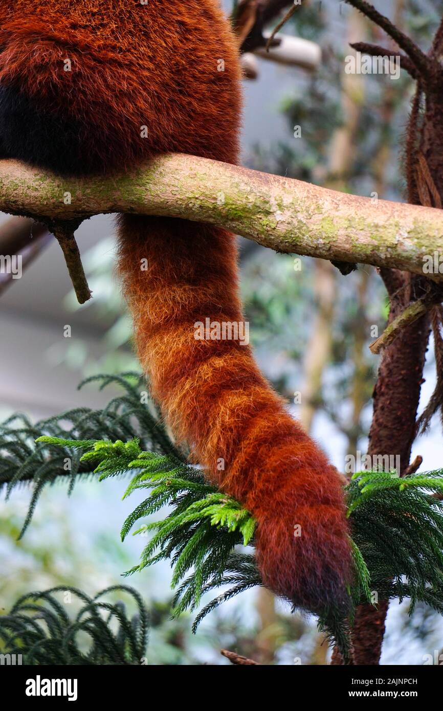 Red weasel playing on a tree at sunny day in the zoo Stock Photo - Alamy
