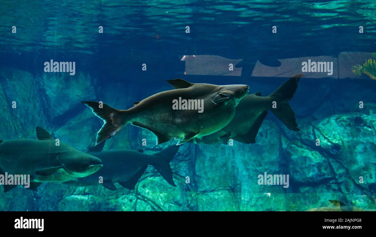 Beautiful freshwater fish in the aquarium in close up at the zoo Stock ...