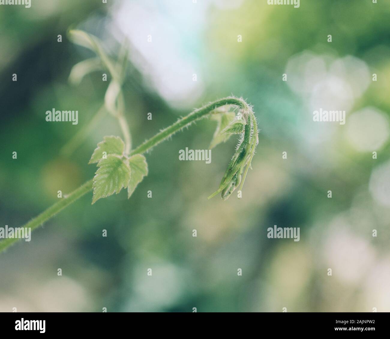 Natural green plants landscape using as a background or wallpaper ...