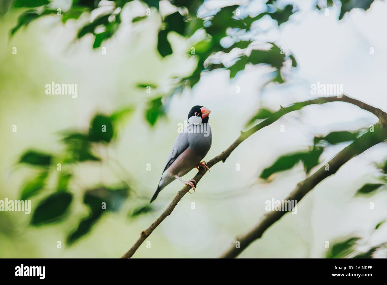 The java rice sparrow in nature Stock Photo - Alamy