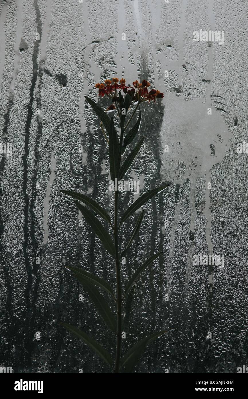 Moody image of a lonely plant against window in heavy rain Stock Photo ...