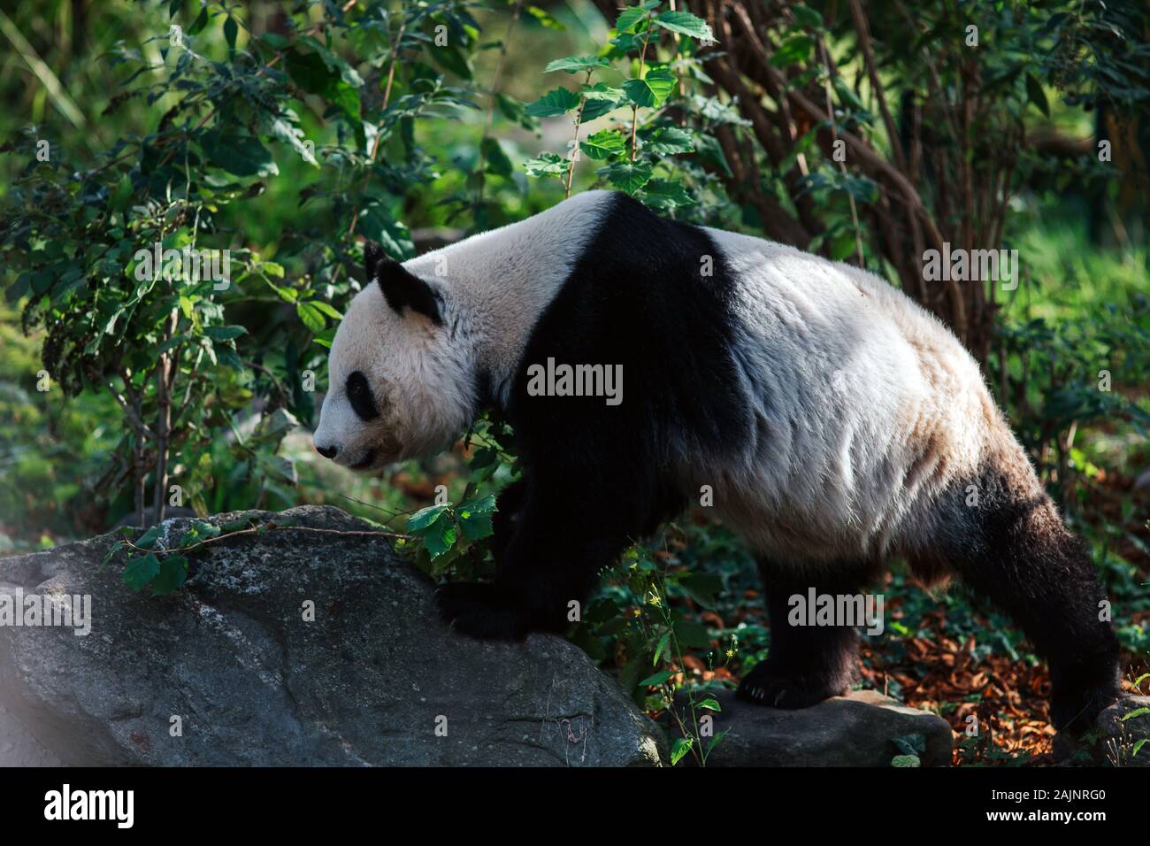 Giant Panda enjoying and walking in nature Stock Photo - Alamy