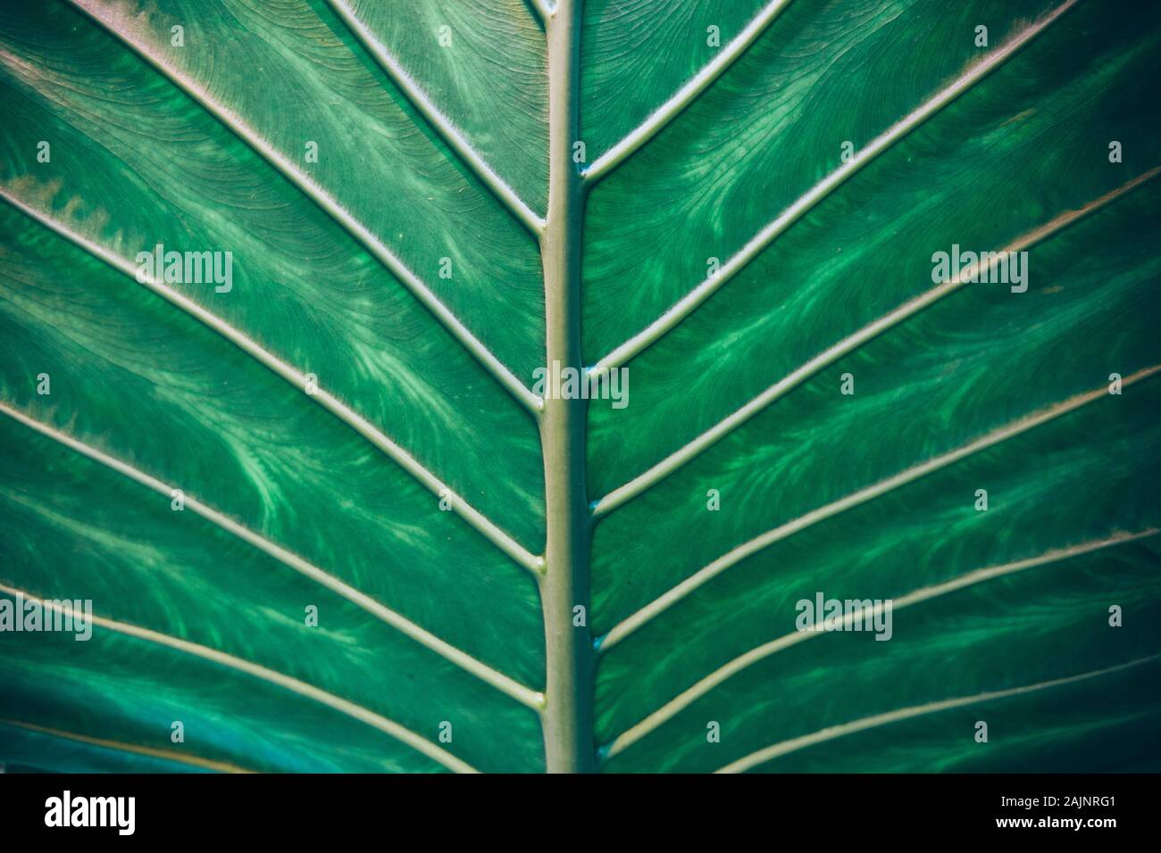 Giant tropical green leaf background Stock Photo - Alamy