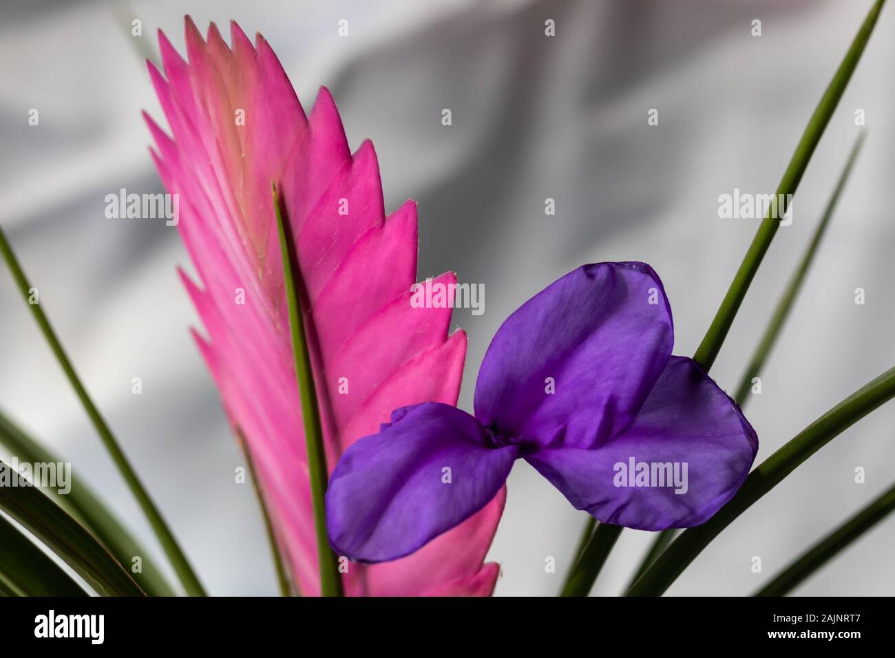 Pink quill flower hi-res stock photography and images - Alamy