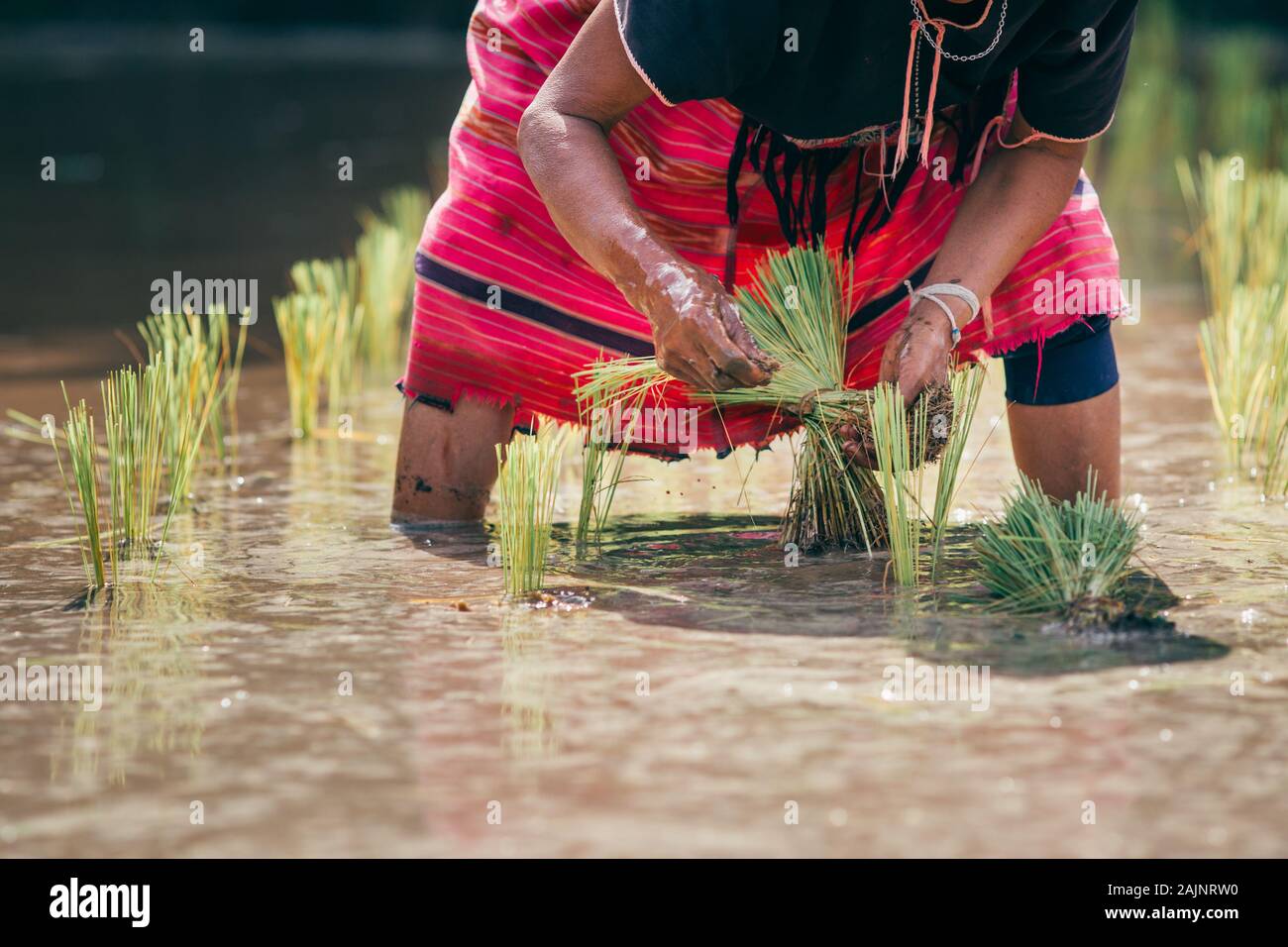 Woman planting rice at rice fields in Thailand Stock Photo - Alamy