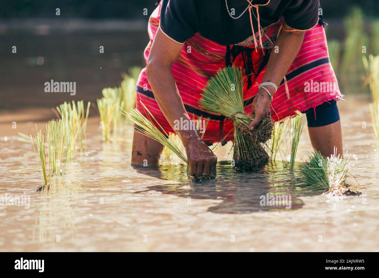 Woman planting rice at rice fields in Thailand Stock Photo - Alamy