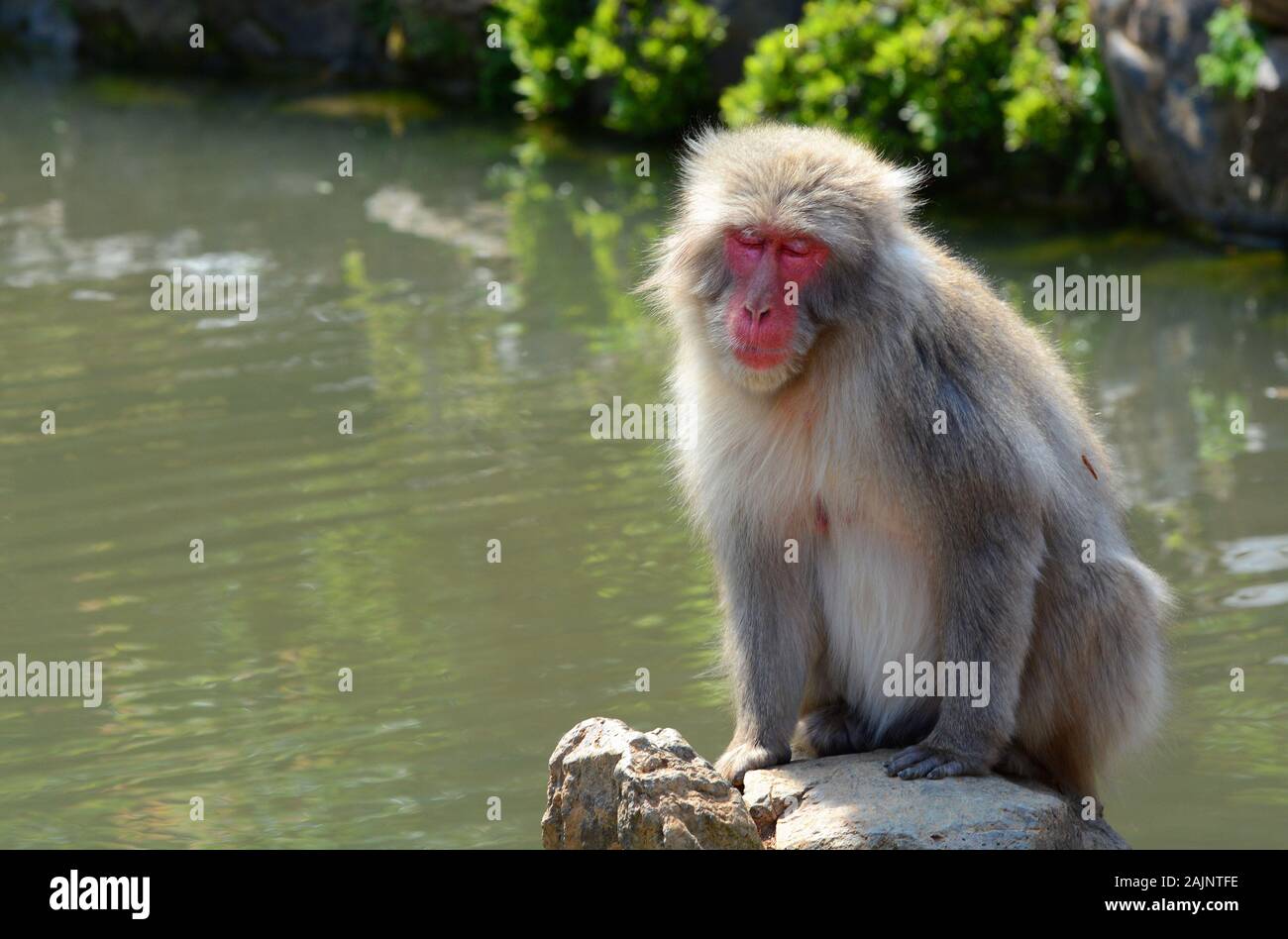 Japanese macaque monkey with a very relaxed expression enjoying some ...