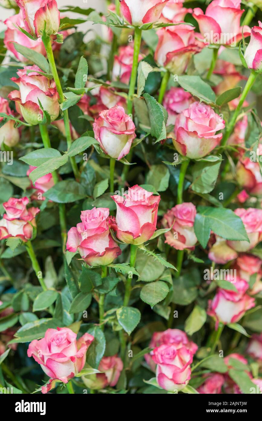 Delicate Fresh Pink Roses. pale pink shrub roses. Gentle background of ...