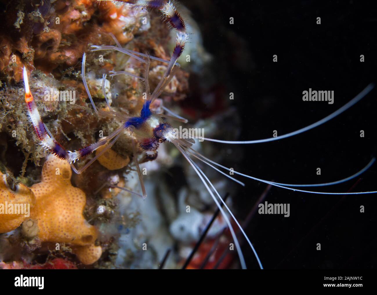 Banded cleaner shrimp or Boxer cleaner shrimp (Stenopus hispidus ...