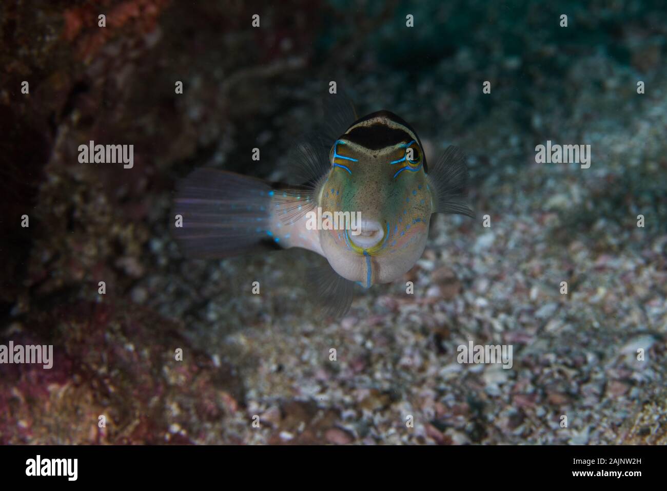 Bluespotted saddle toby fish (Canthigaster cyanospilota) facing the ...