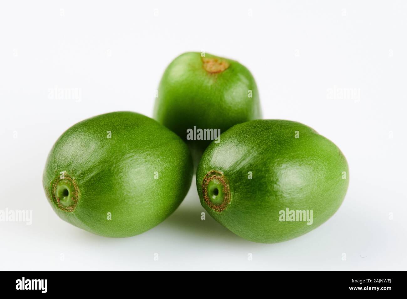 Fresh ripe of coffee. Green ruits of coffee tree isolated Stock Photo ...