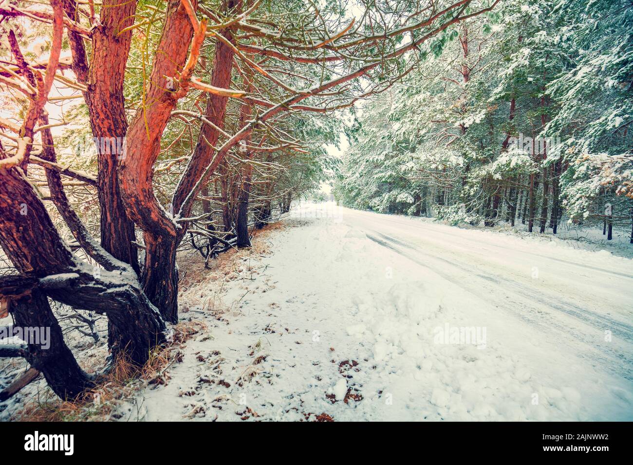 Snow Covered Road in a Winter Pine Forest Stock Photo - Alamy
