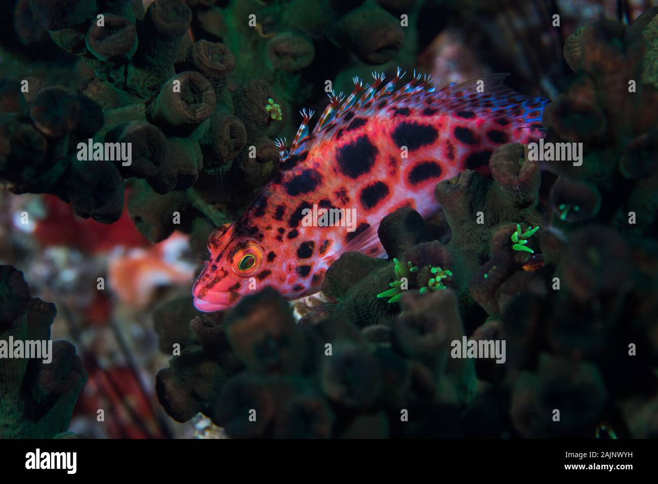 Spotted hawkfish (Cirrhitichthys oxycephalus) side view of a brightly ...