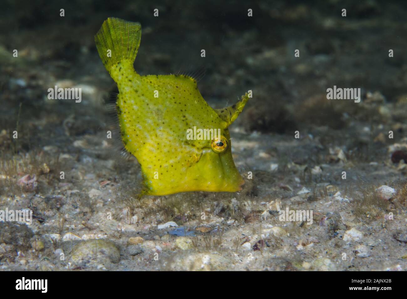 Strapweed Filefish (Pseudomonacanthus macrurus) juvenile side view of ...