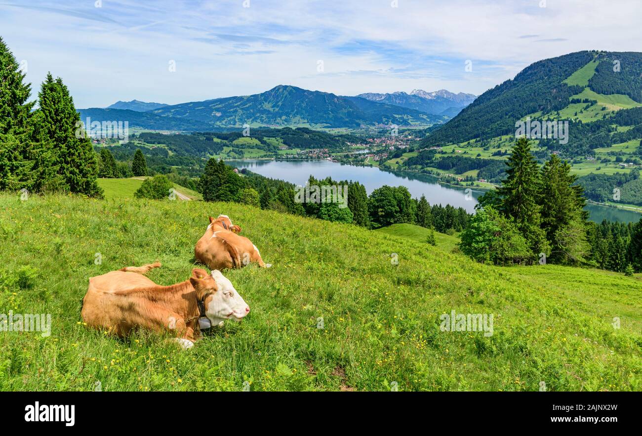 Livestock farming in bavarian alps near Immenstadt Stock Photo - Alamy