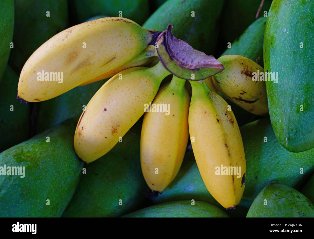 Small baby yellow bananas for sale in Malaysia Stock Photo - Alamy