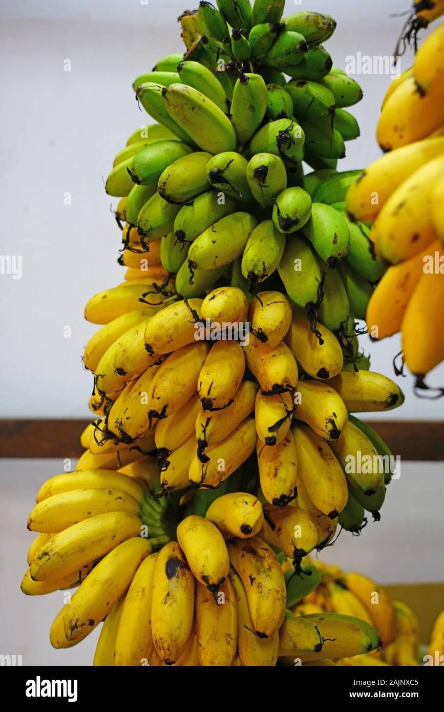 Small baby yellow bananas for sale in Malaysia Stock Photo - Alamy