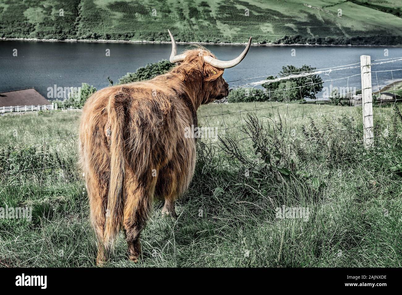 Highland cow standing back in fields of Scotland Stock Photo - Alamy