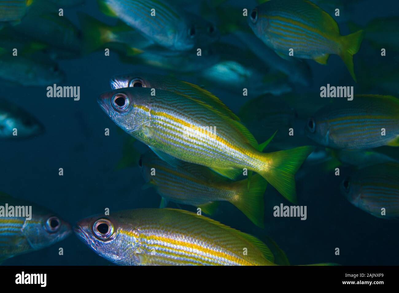 Yellow snapper or Bigeye snapper fish (Lutjanus lutjanus) closeup of ...