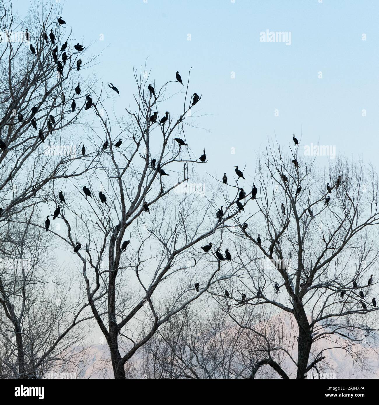 Many birds hi-res stock photography and images - Alamy