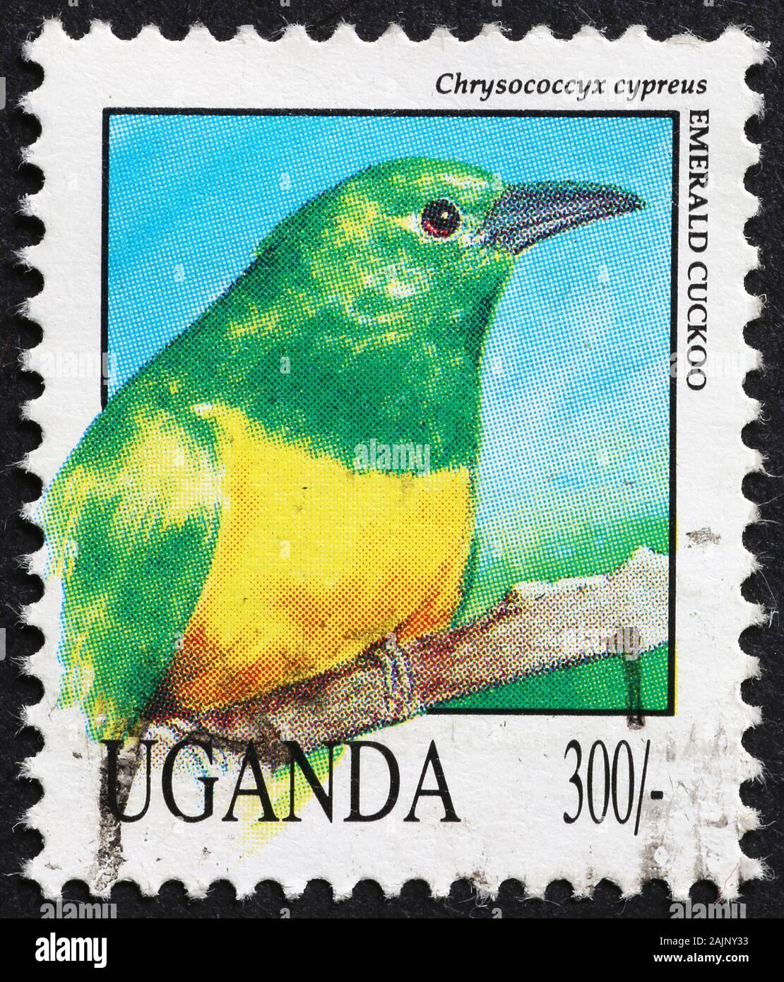 Emerald cuckoo, tropical bird on ugandan postage stamp Stock Photo - Alamy