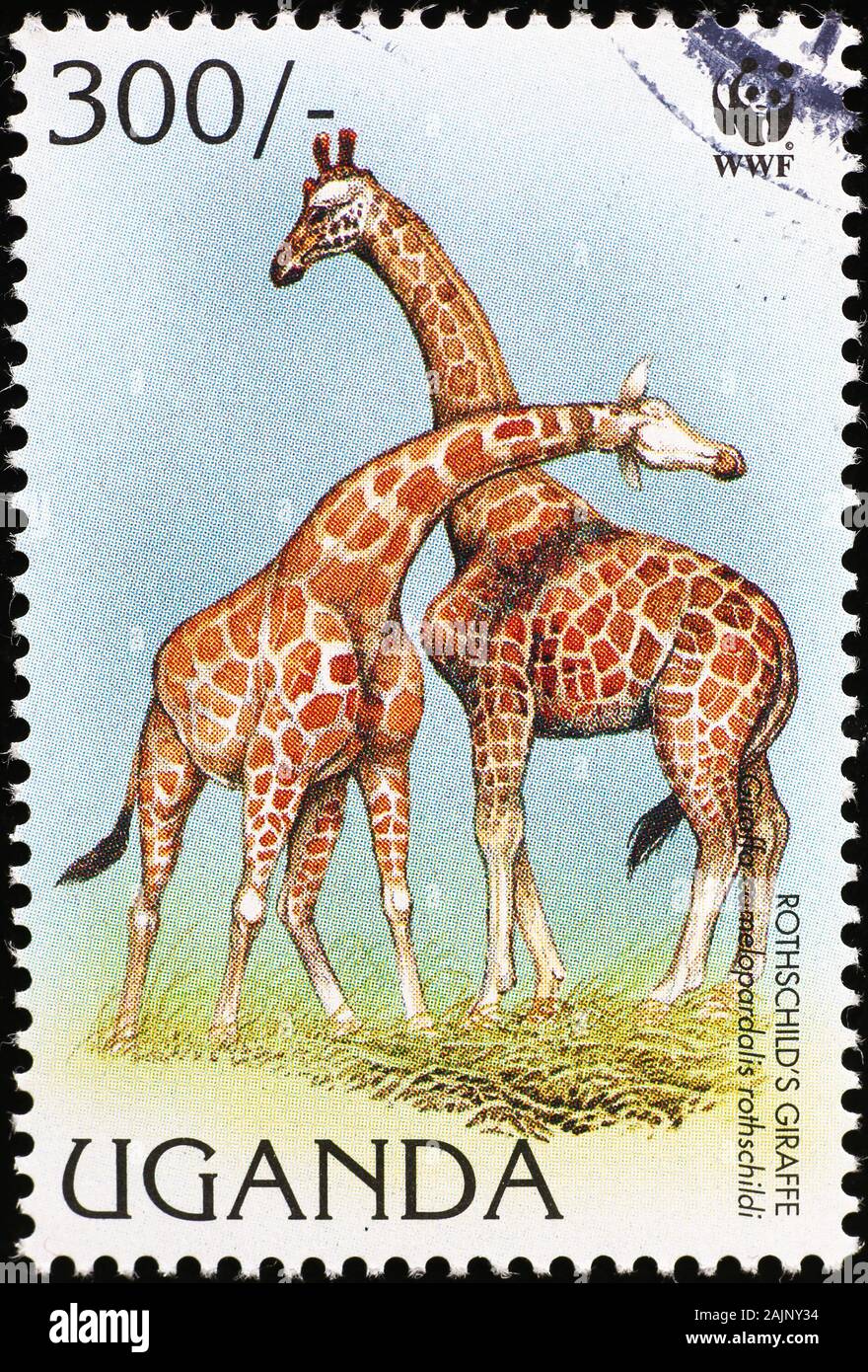 Fighting giraffes on postage stamp of Uganda Stock Photo - Alamy