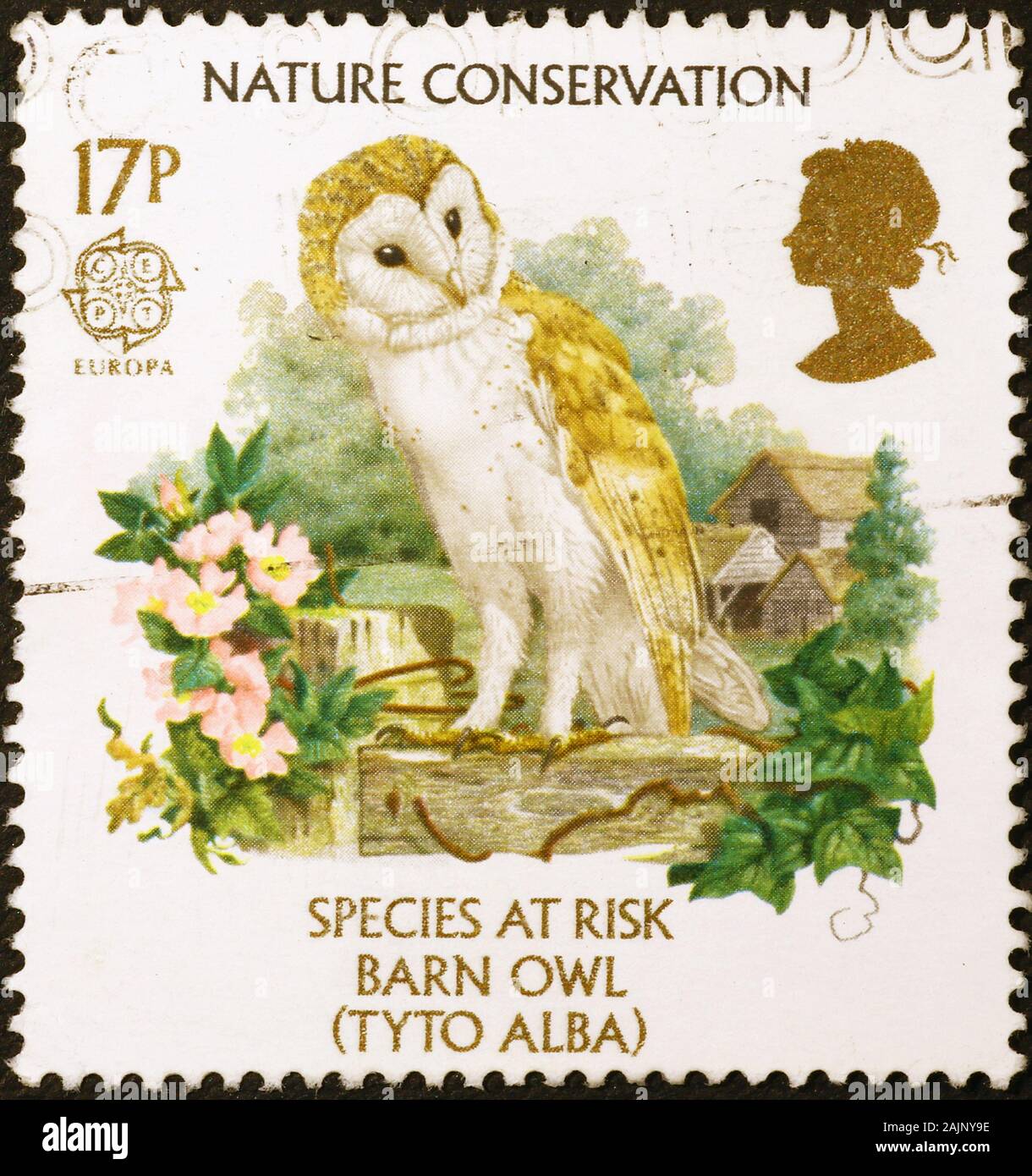 Barn owl on british postage stamp Stock Photo - Alamy