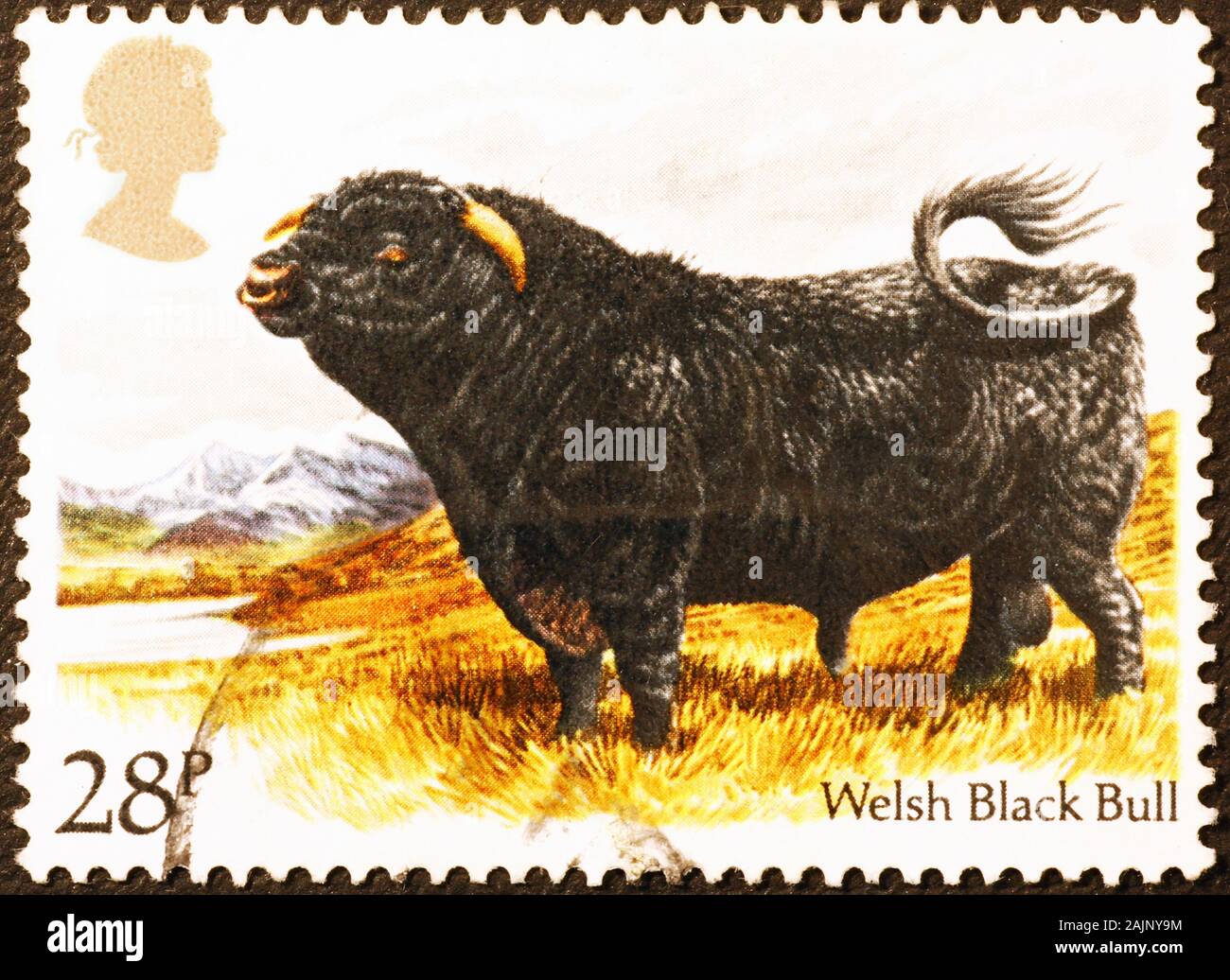 Welsh black bull hi-res stock photography and images - Alamy