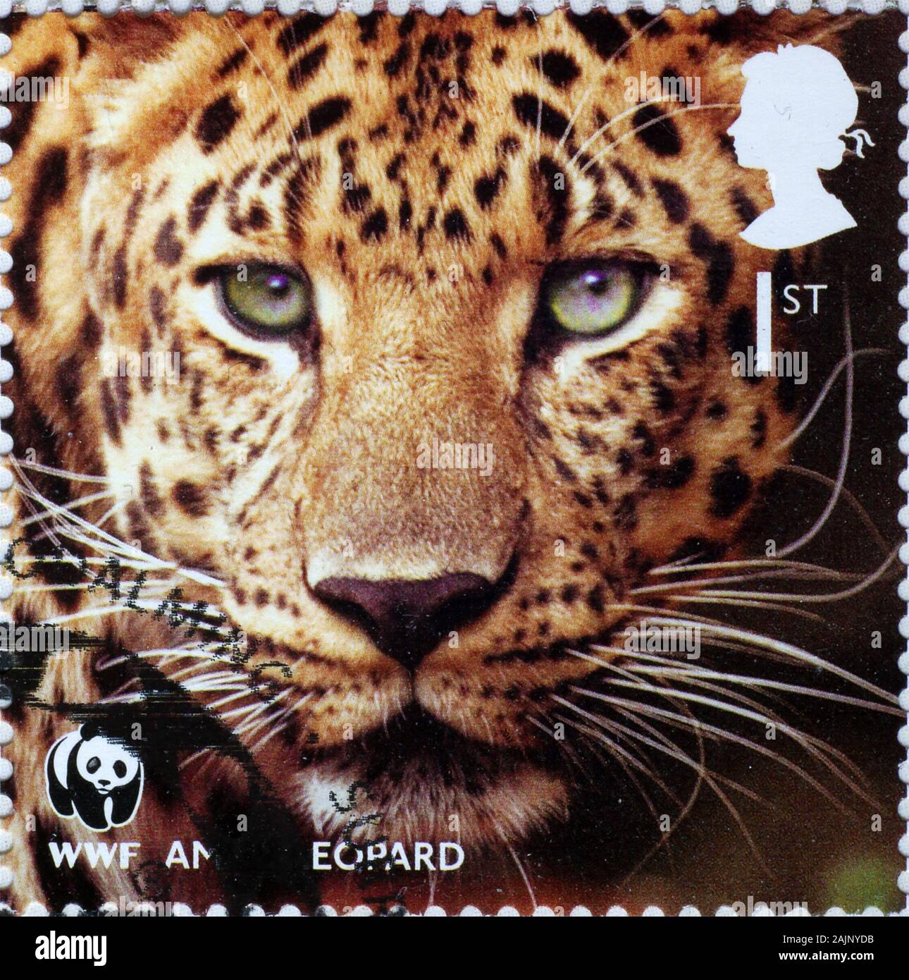 Closeup of amur leopard on british postage stamp Stock Photo - Alamy
