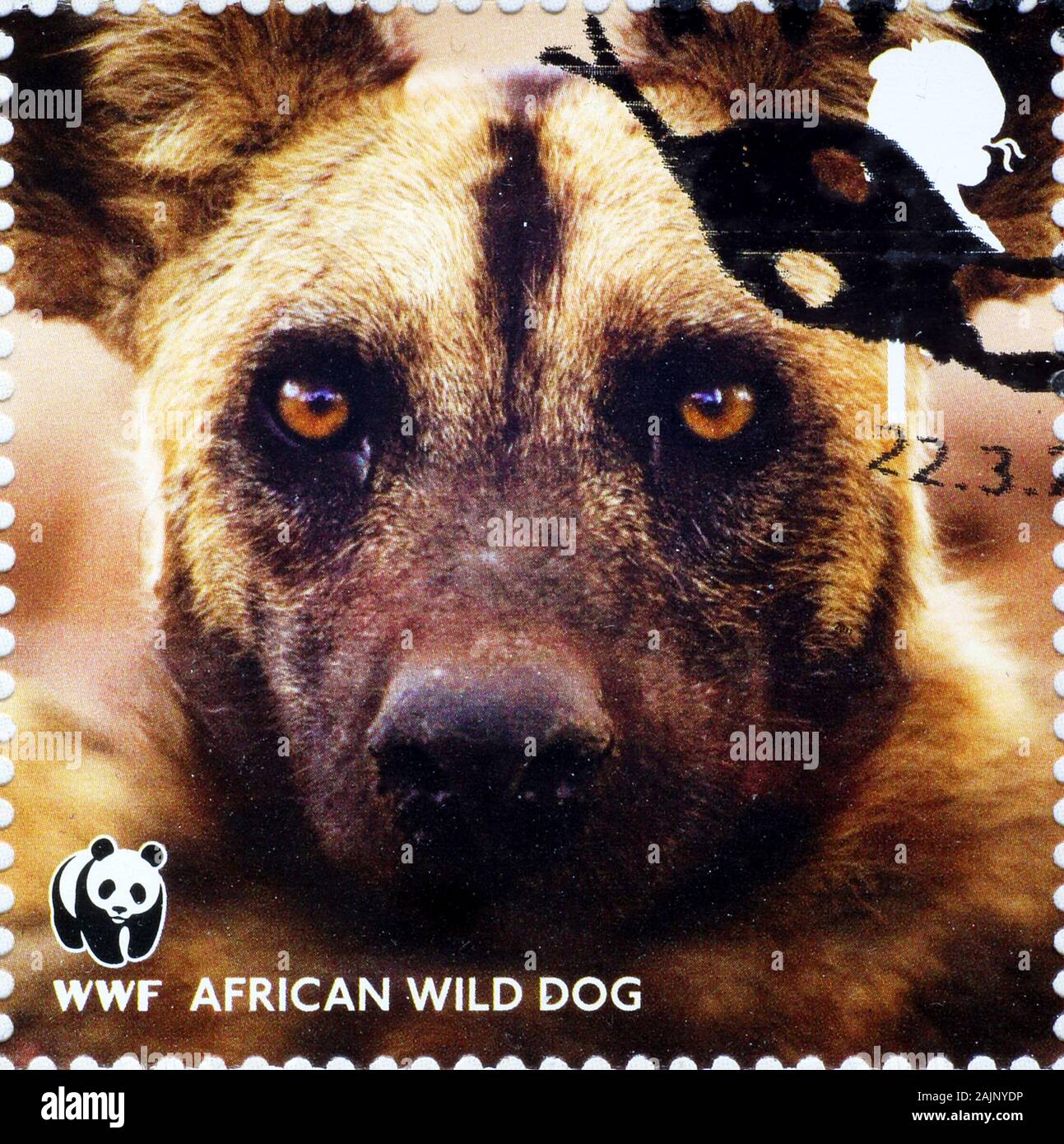 Closeup of african wild dog on british postage stamp Stock Photo - Alamy