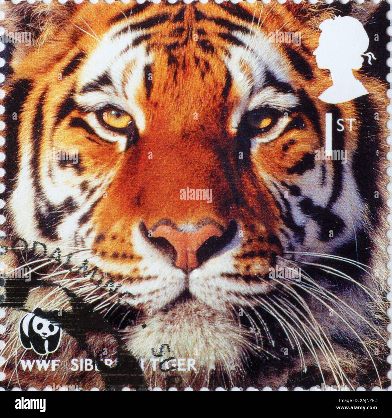 Closeup of siberian tiger on british postage stamp Stock Photo - Alamy