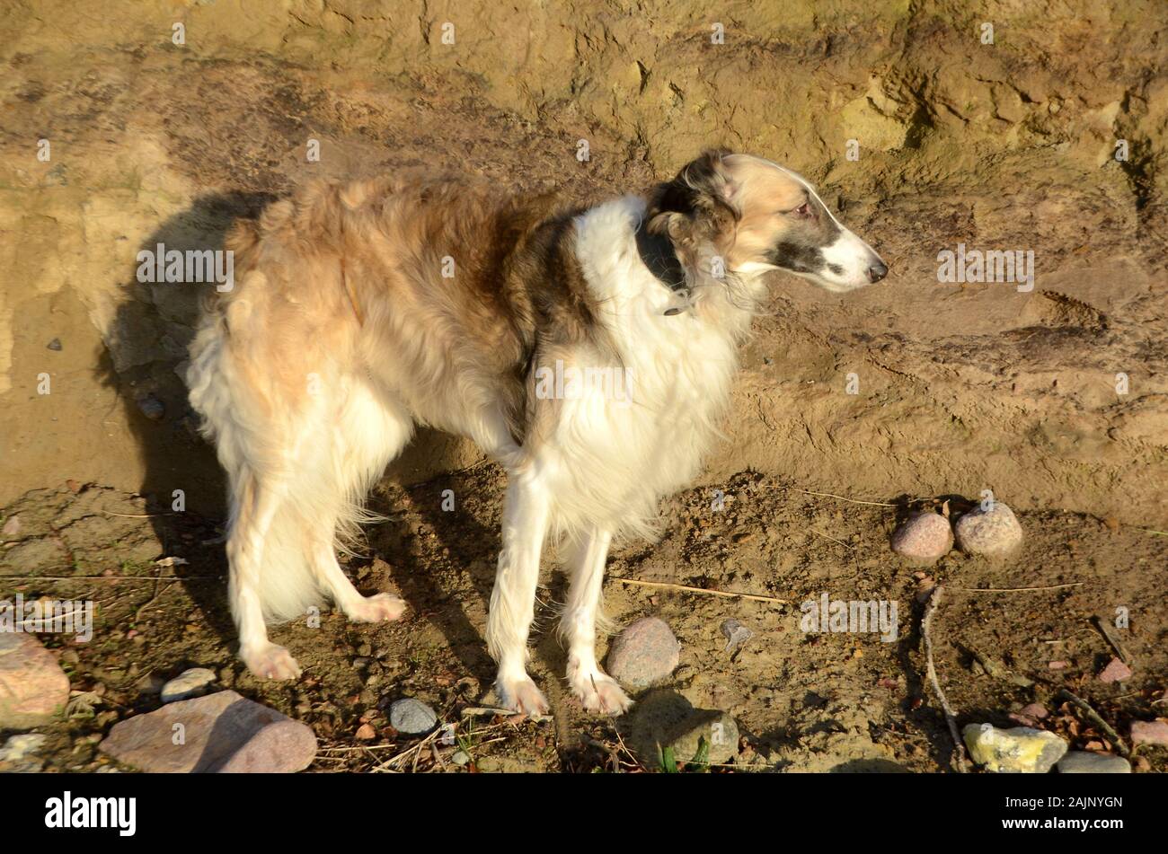 Full body sideview of a tricolore Borzoi Stock Photo - Alamy