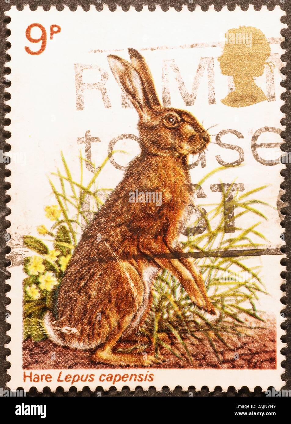 Hare on british postage stamp Stock Photo - Alamy